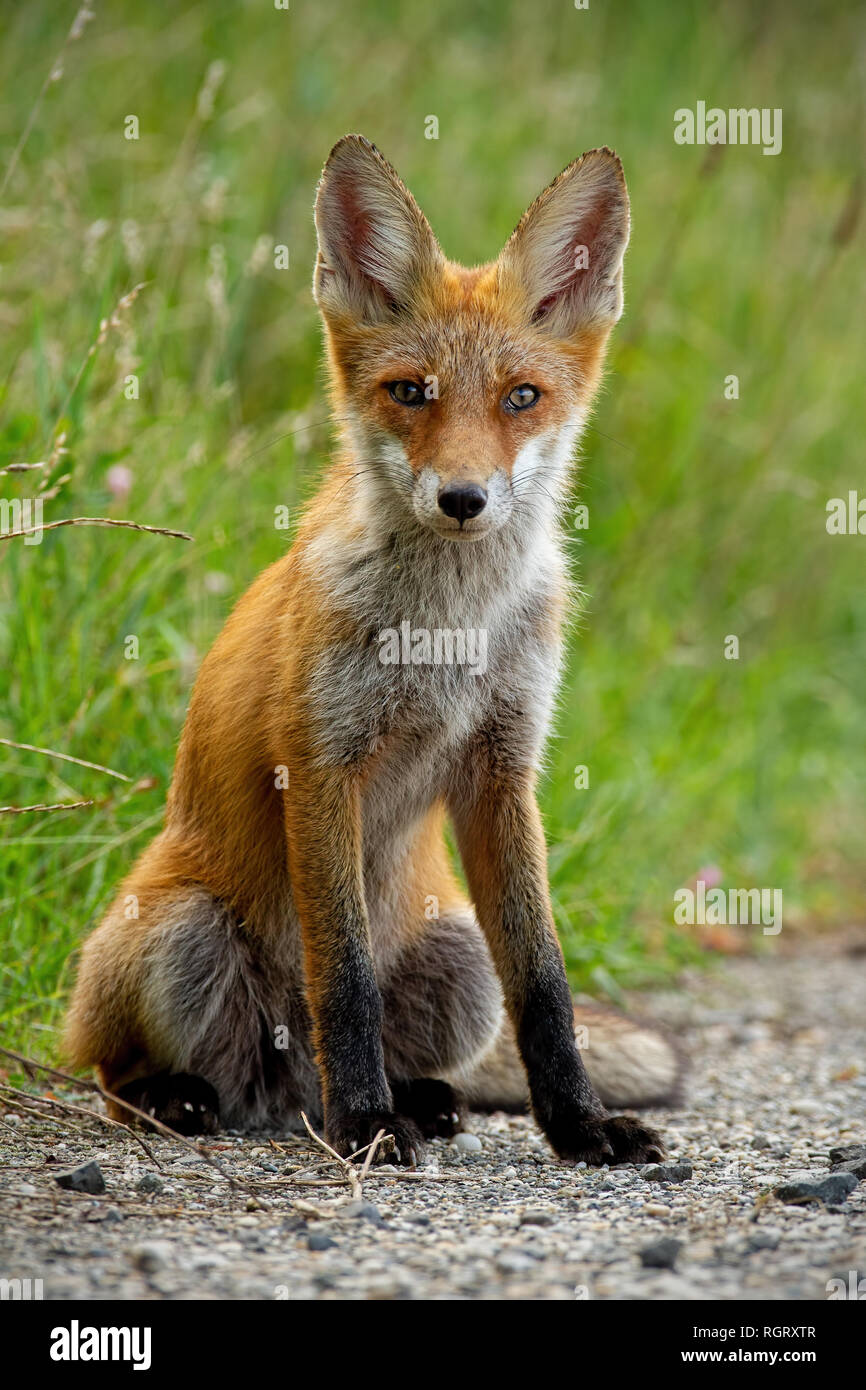 Red fox sitting hi-res stock photography and images - Alamy