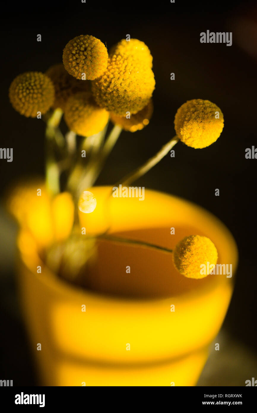 Craspedia flower hi-res stock photography and images - Alamy