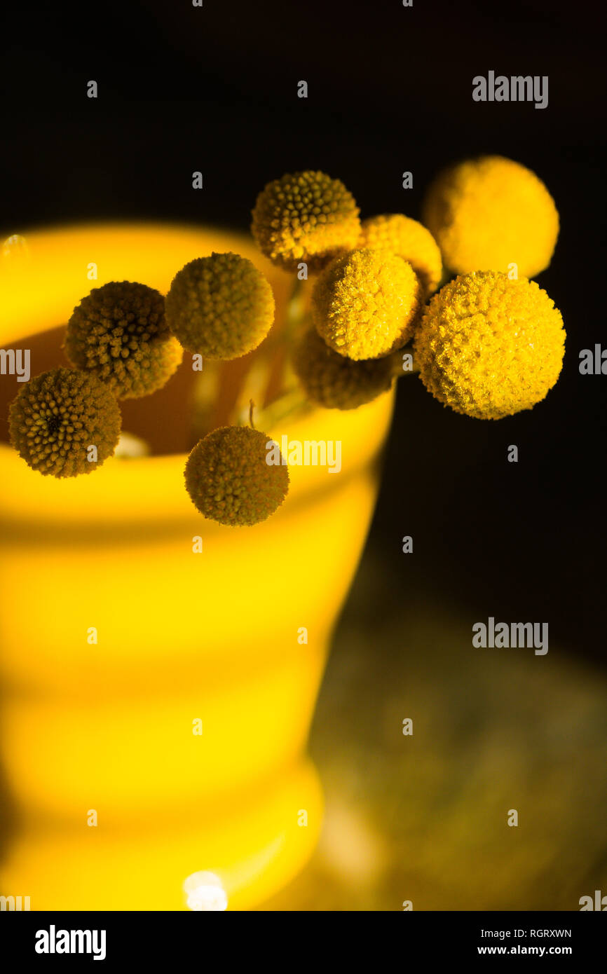 Craspedia flower in vase Stock Photo - Alamy