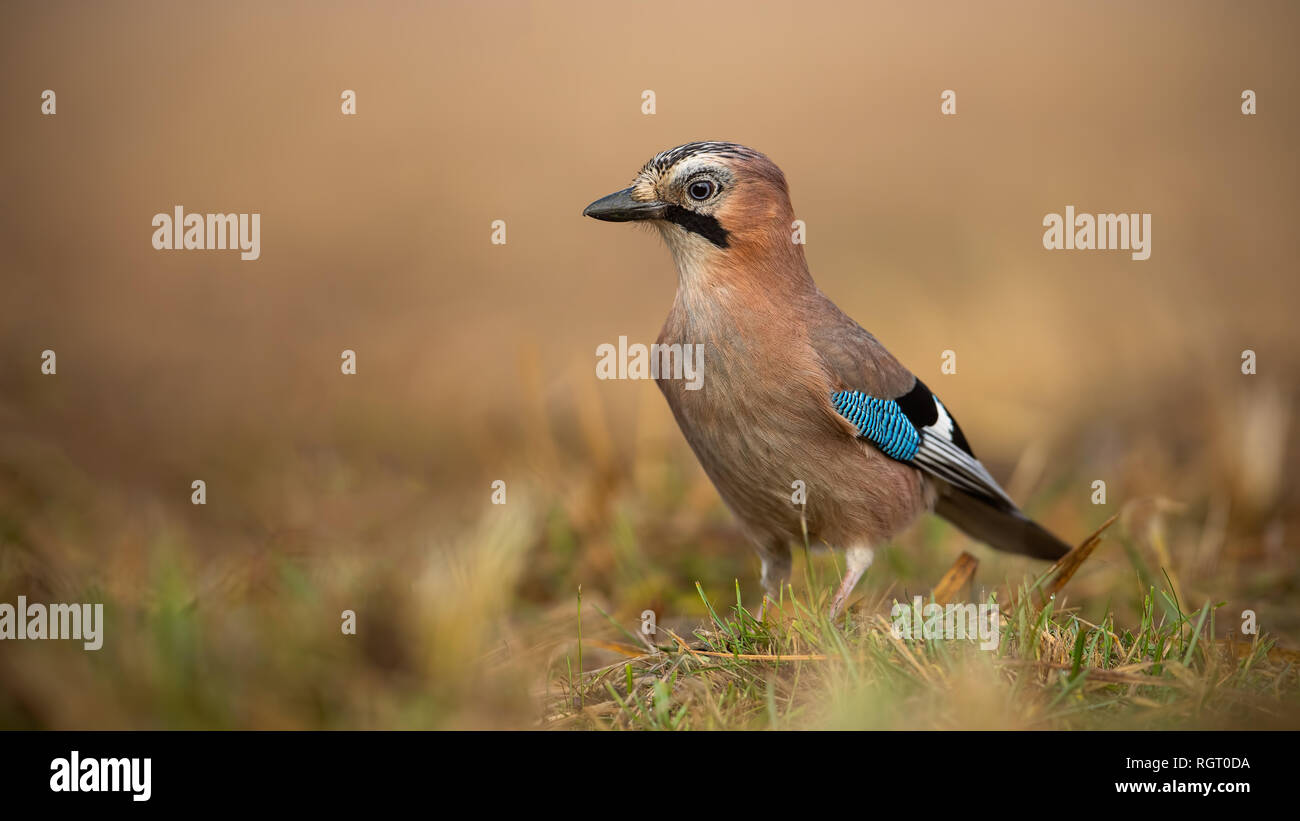 Blurred bird background hi-res stock photography and images - Alamy