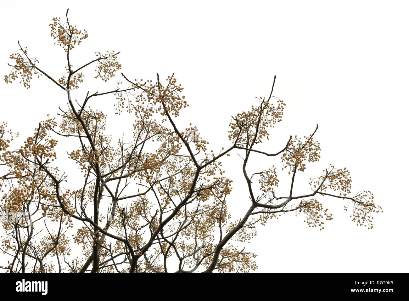 Chinaberry tree hi-res stock photography and images - Alamy