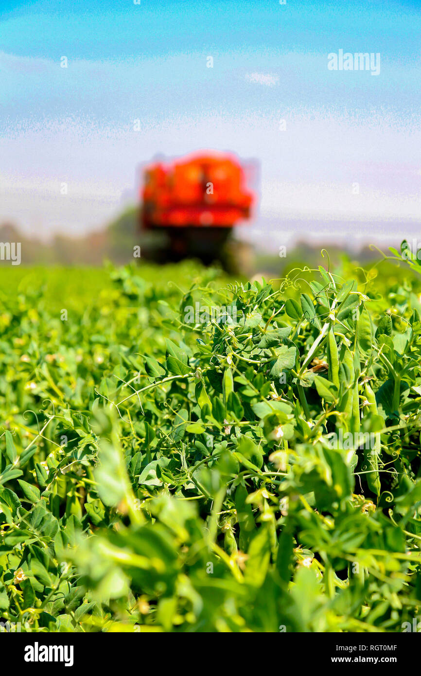 Johannesburg, South Africa - October 27 2010: Commercial Pea Farming ...