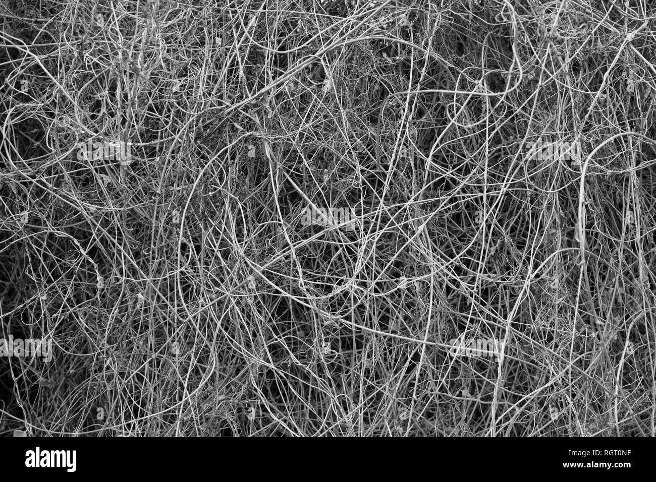 Tangled vegetation Black and White Stock Photos & Images - Alamy