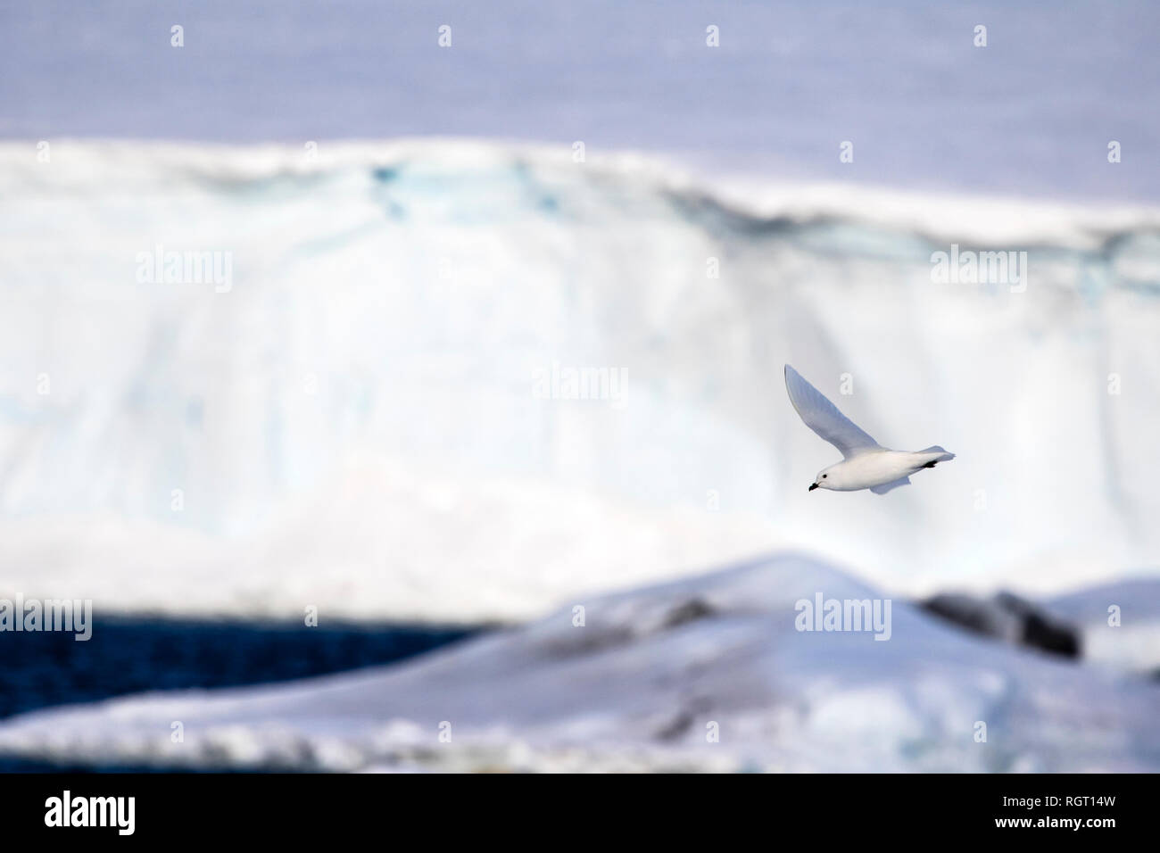 Snow Petrel (Pagodroma nivea) flying next to our ship in the Antarctic ...
