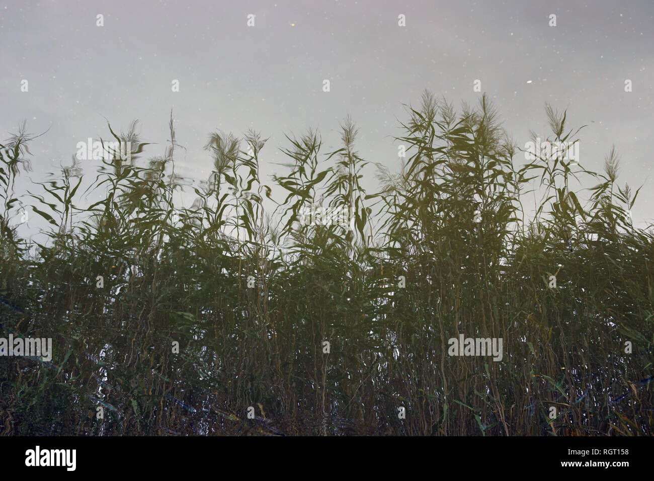 Reflection of swamp reeds and small fish under water surface. Distorted ...