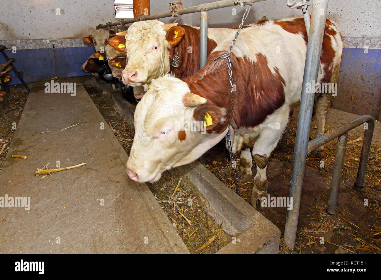 Cows and ox in barn at farm Stock Photo - Alamy