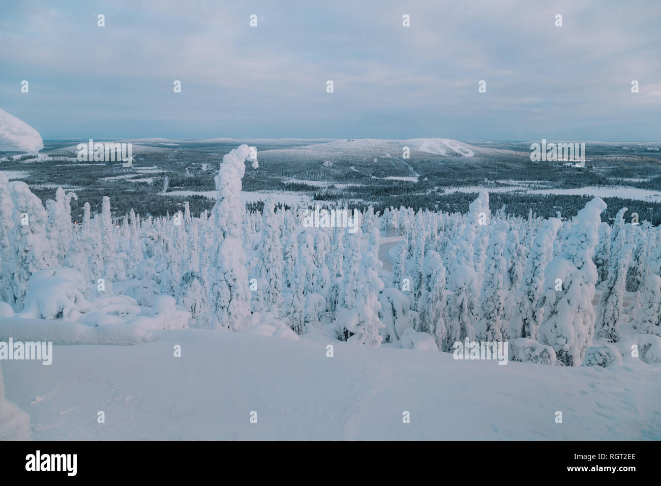 Snowy trees in magnificent arctic forest in amazing Arctic countryside ...