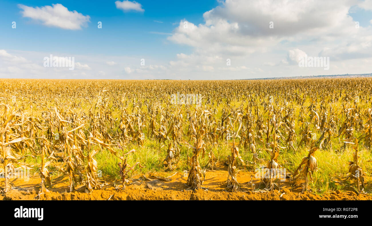 Witbank, South Africa - May 26 2016: Commercial Maize Farming in Africa ...