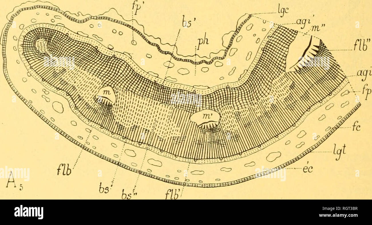Tige ligneuse hi-res stock photography and images - Alamy