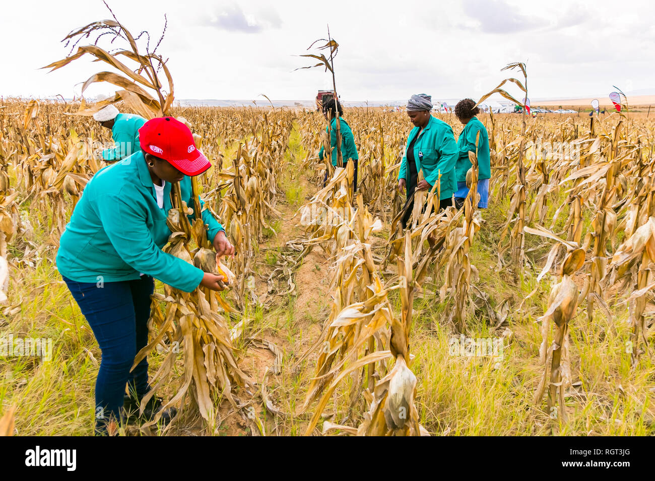 Witbank, South Africa - May 26 2016: Commercial Maize Farming in Africa ...
