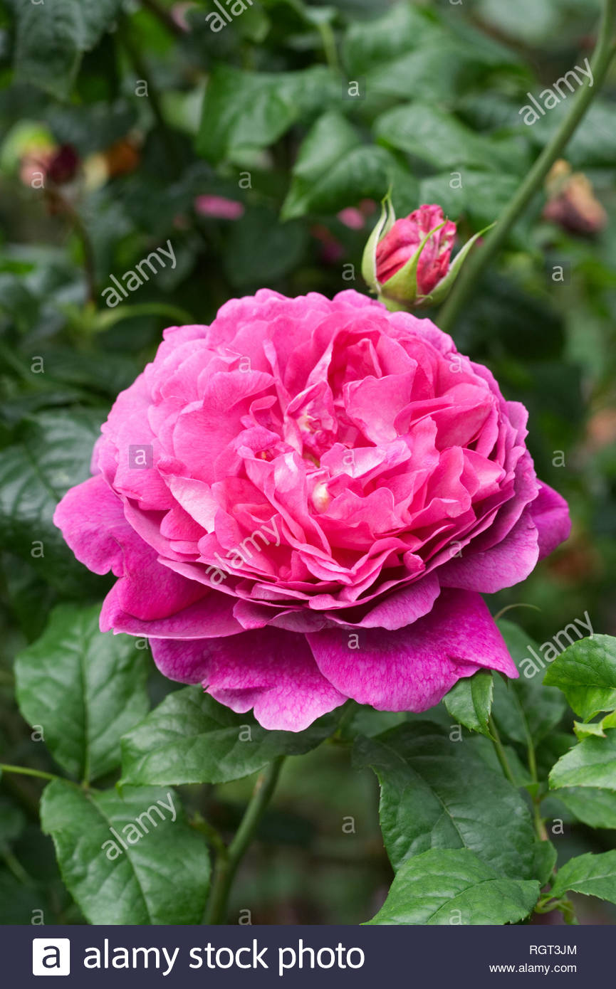 Lycidas Stock Photos & Lycidas Stock Images - Alamy