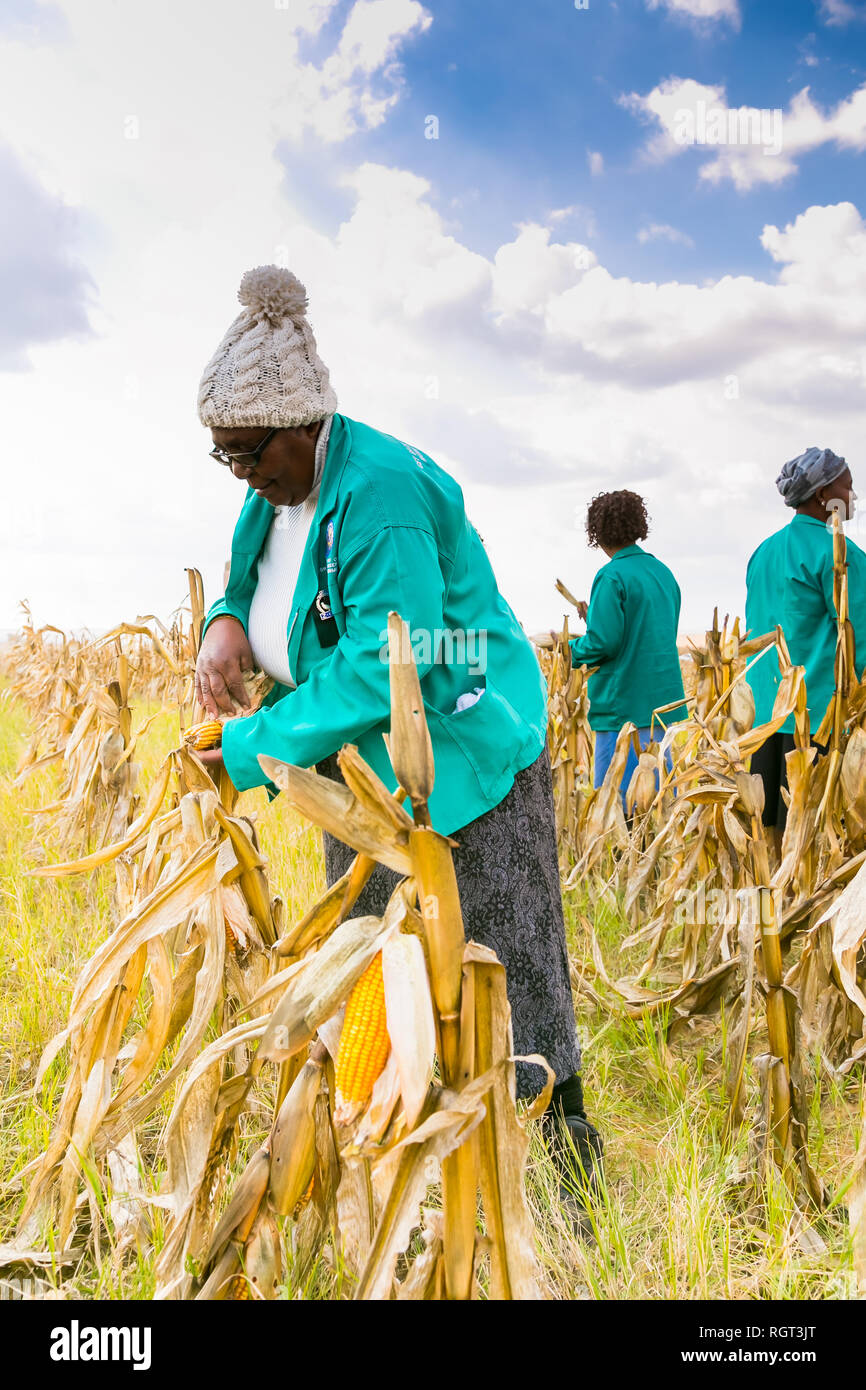 Witbank, South Africa - May 26 2016: Commercial Maize Farming in Africa ...