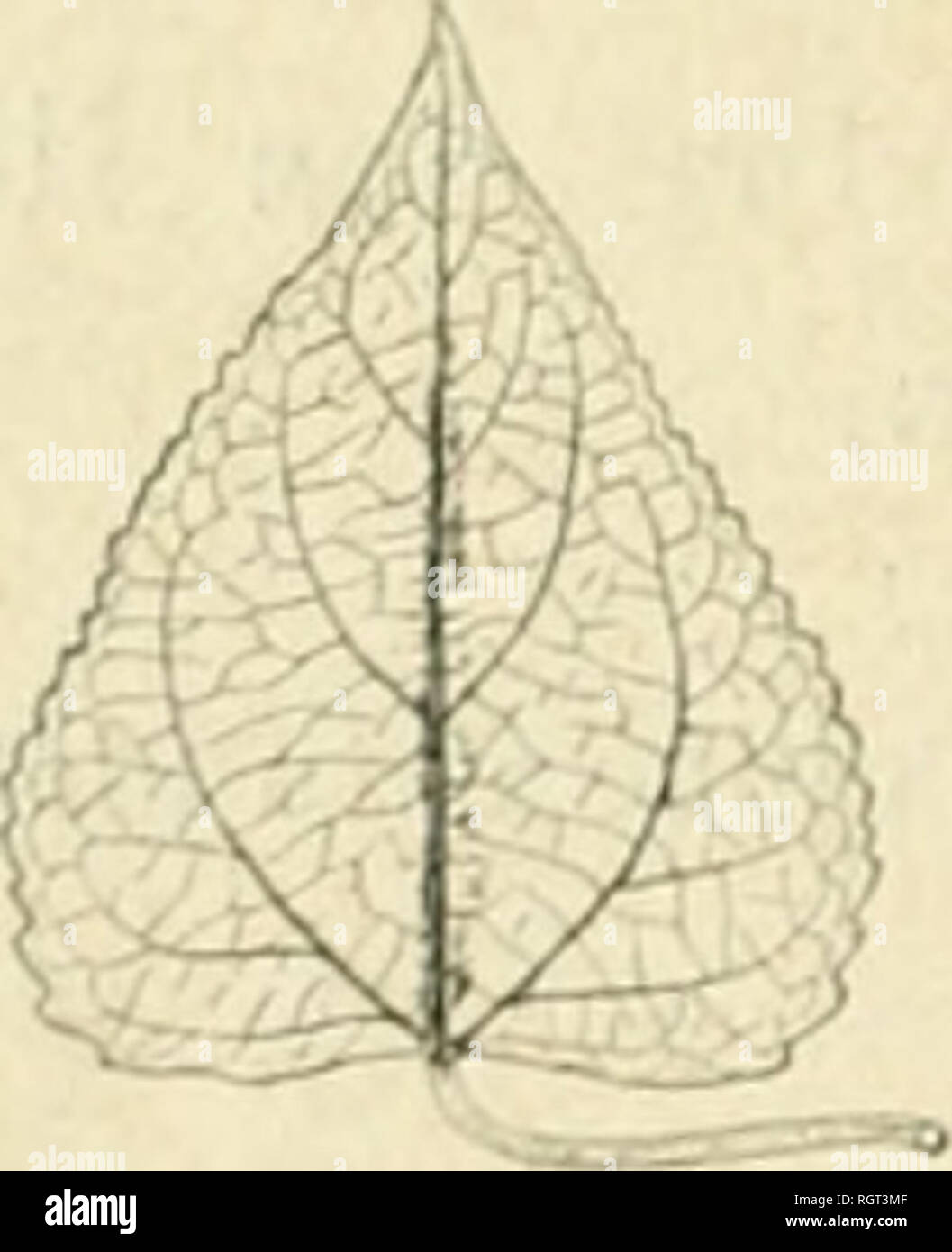 Feuilles de calice hi-res stock photography and images - Alamy