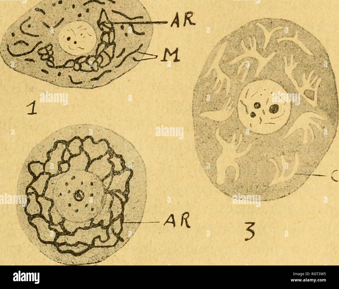 Cellule végétale cytoplasme hi-res stock photography and images - Alamy