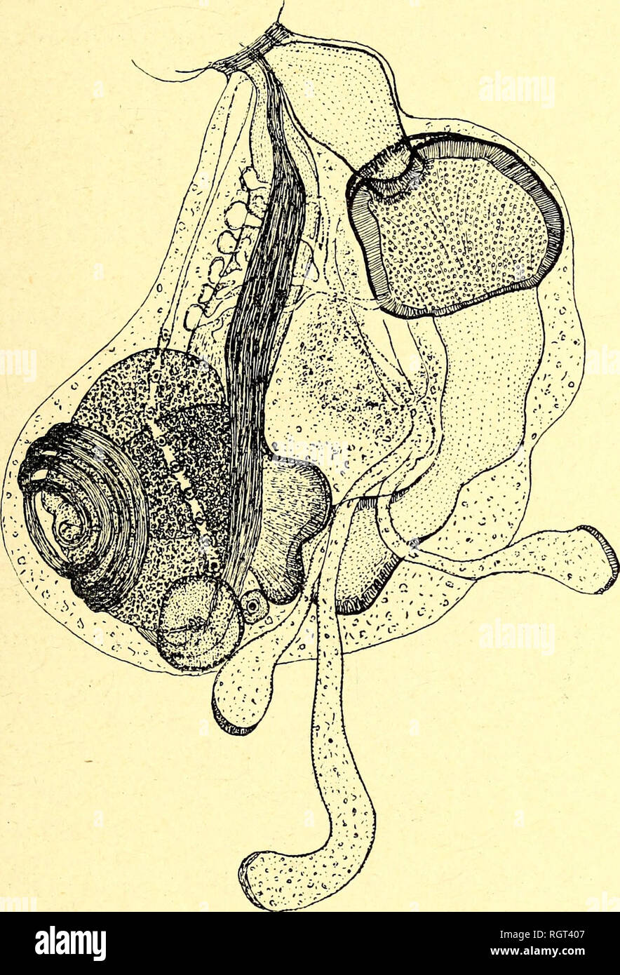 Estomac digestif hi-res stock photography and images - Alamy