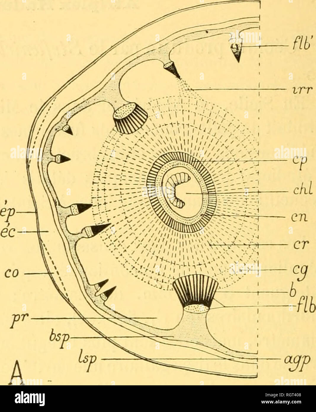 Cellule de collenchyme hi-res stock photography and images - Alamy