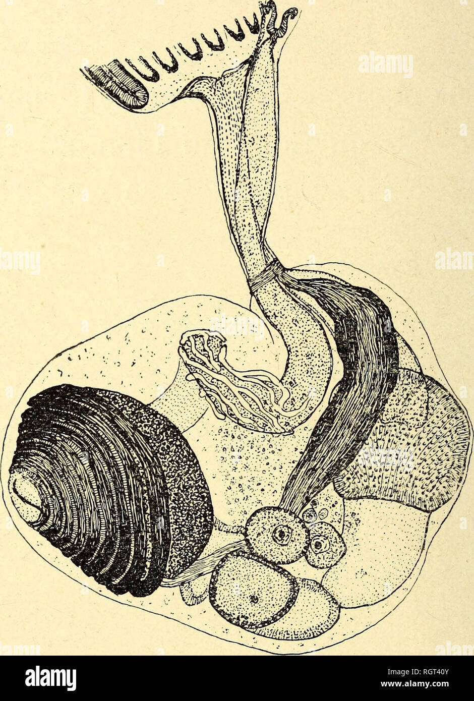 Cormus hi-res stock photography and images - Alamy
