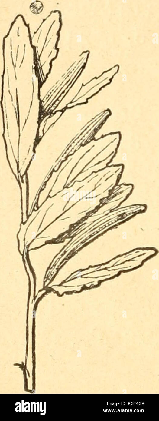 Tige rampante hi-res stock photography and images - Alamy