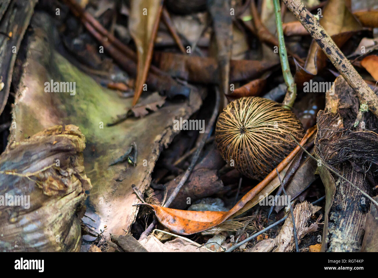 Balsa tree hi-res stock photography and images - Alamy