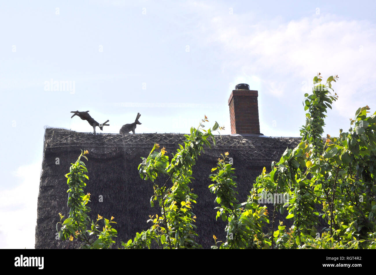 Thatched roof animals hi-res stock photography and images - Alamy