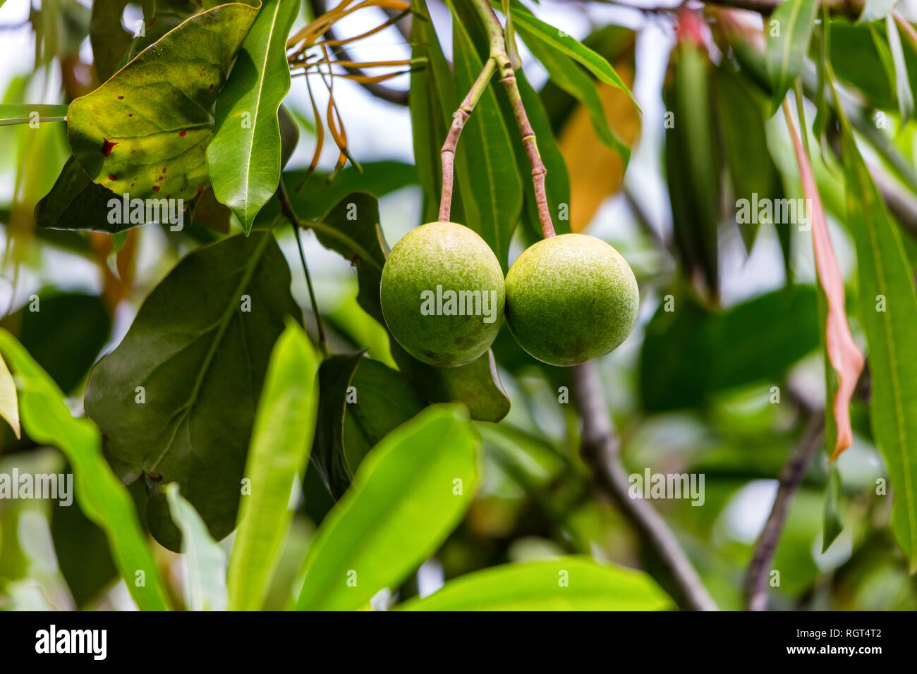 Ochroma pyramidale flower hi-res stock photography and images - Alamy
