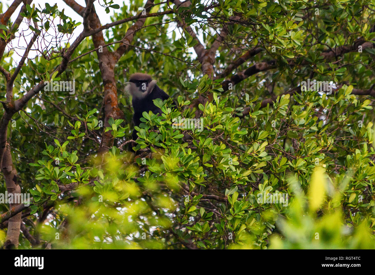 Purple-faced langur or Semnopithecus vetulus on tree Stock Photo - Alamy