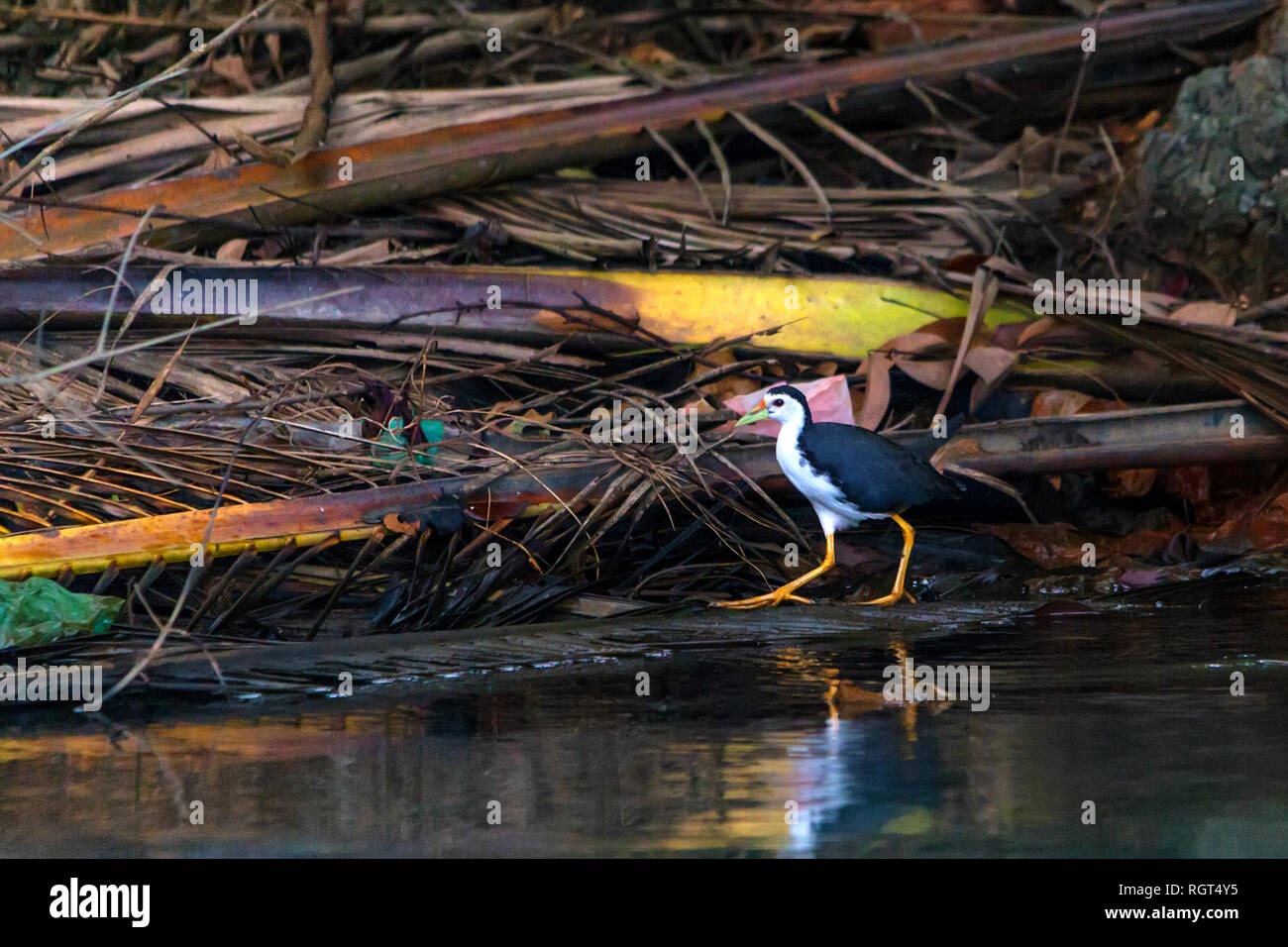 The white-breasted waterhen or Amaurornis phoenicurus walks next to ...