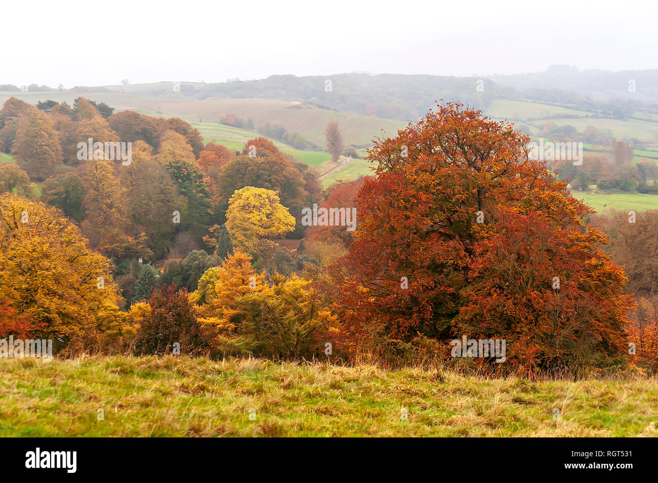 Autumn in the UK - natural scenery - dinosaur head Stock Photo - Alamy