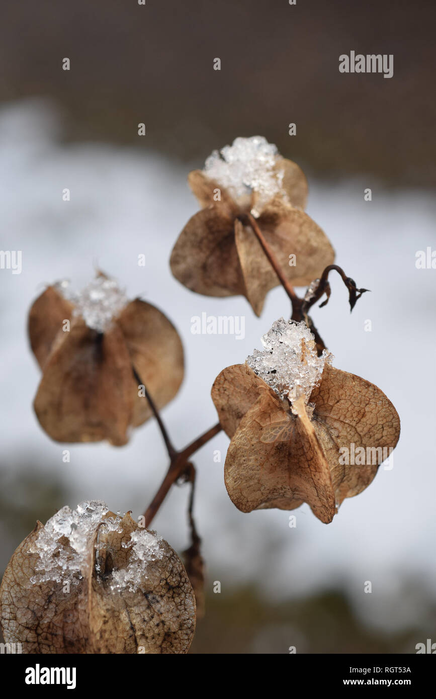 Shoofly plant hi-res stock photography and images - Alamy