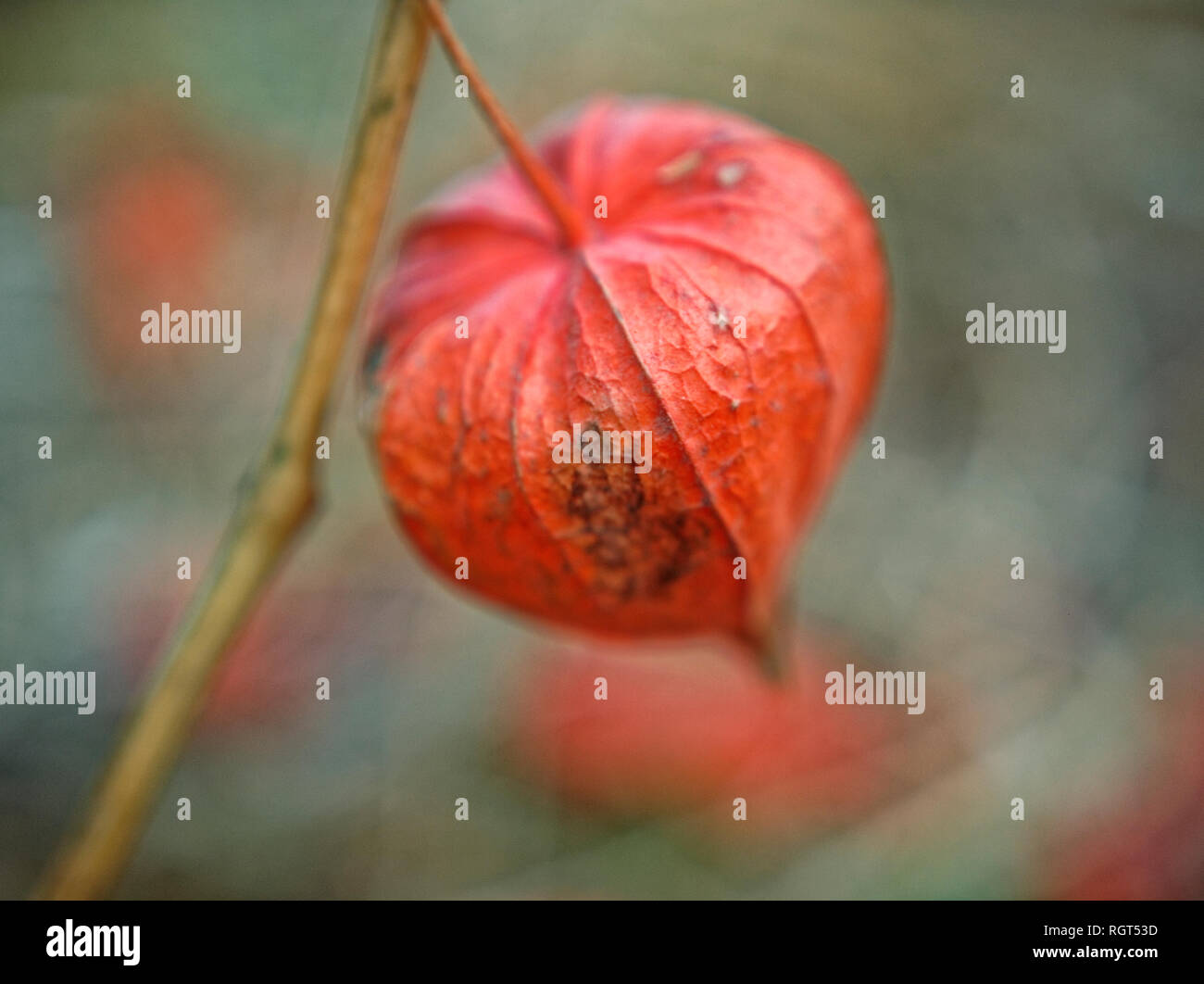 Physalis on the branch hi-res stock photography and images - Alamy