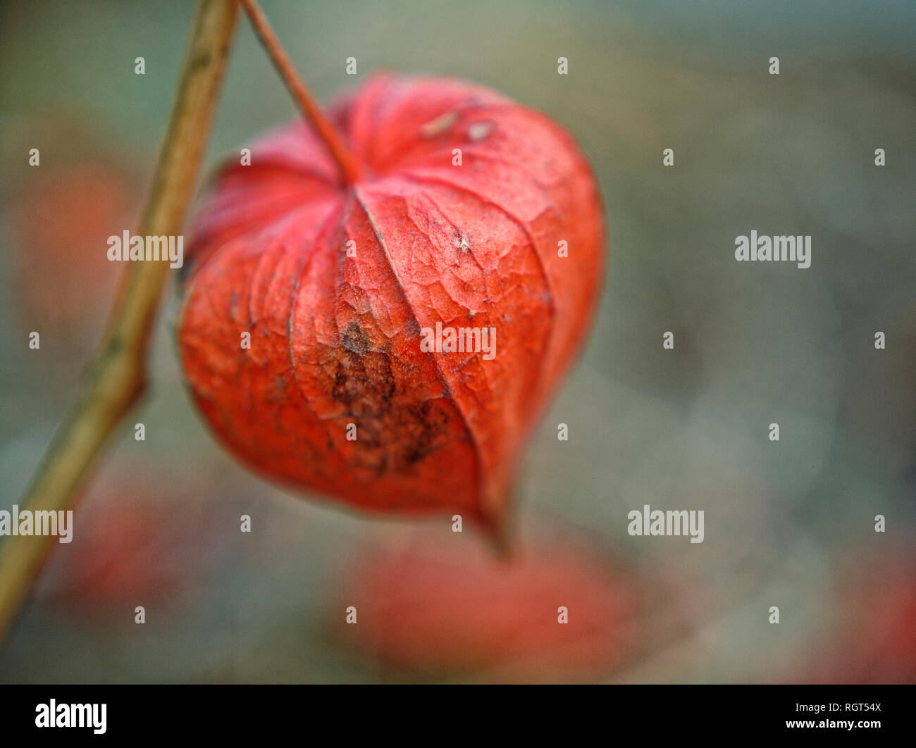 Physalis on the branch hi-res stock photography and images - Alamy
