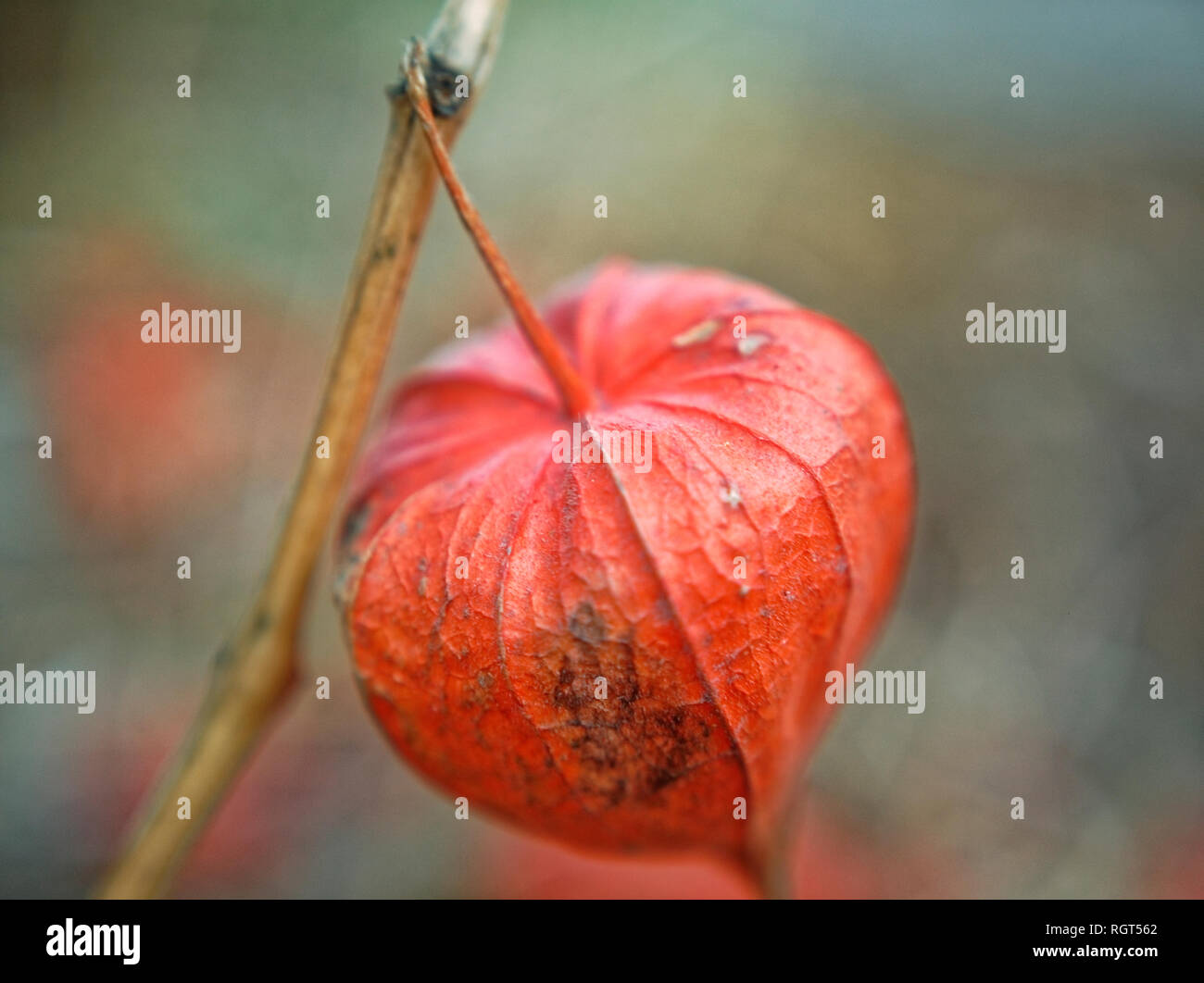 Color branch hi-res stock photography and images - Alamy
