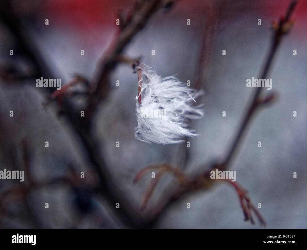 White fluffy tufts hi-res stock photography and images - Alamy