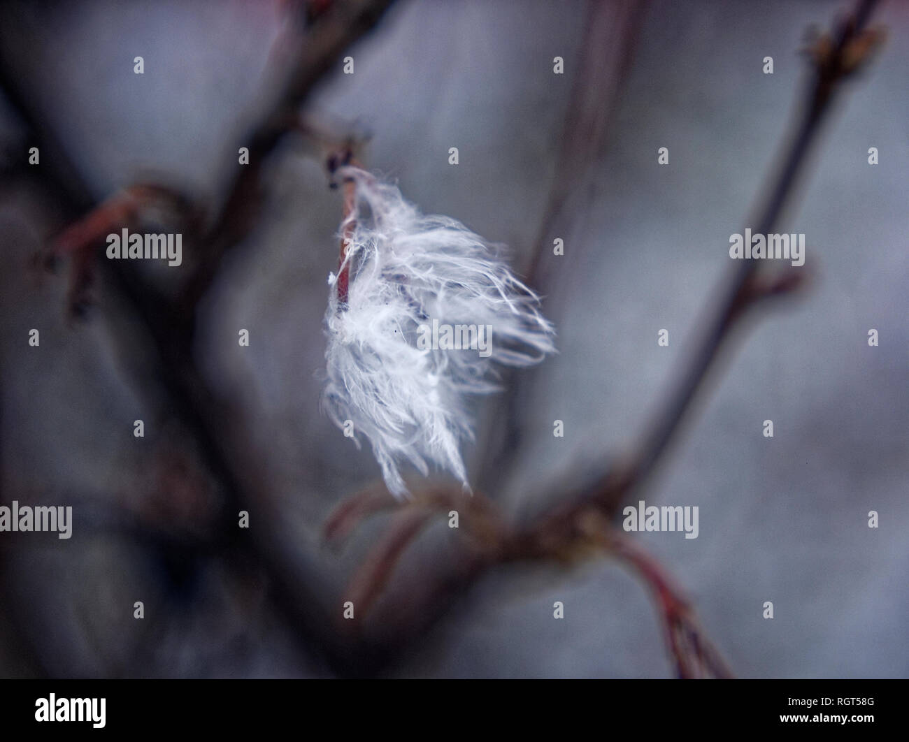 Fluff up hi-res stock photography and images - Alamy