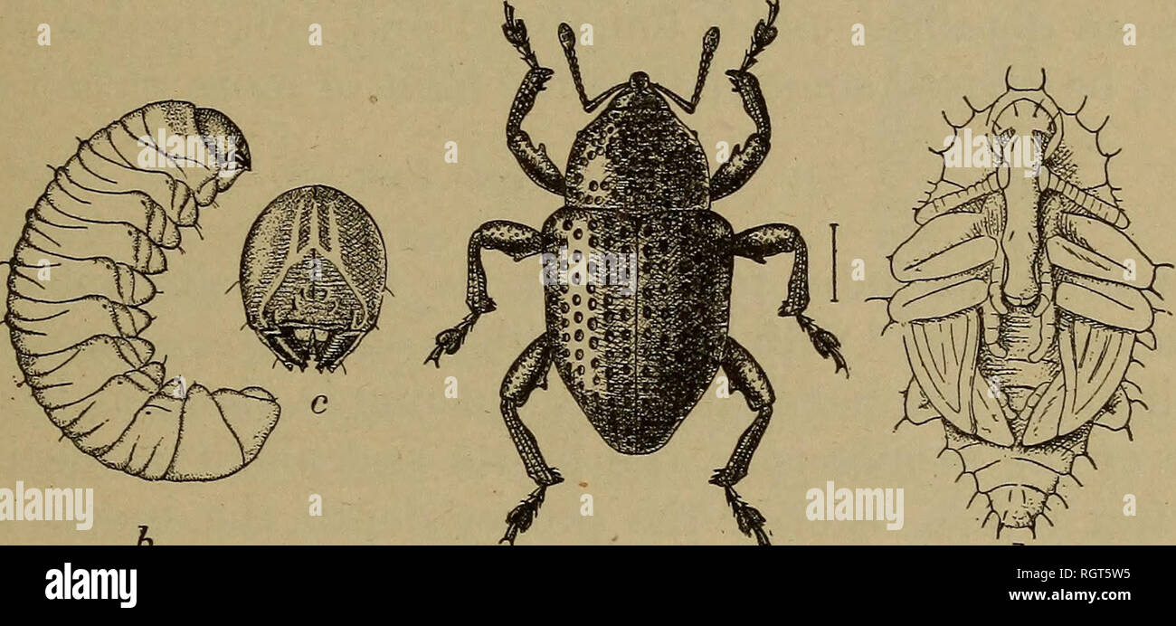 Shoulder three rows hi-res stock photography and images - Alamy