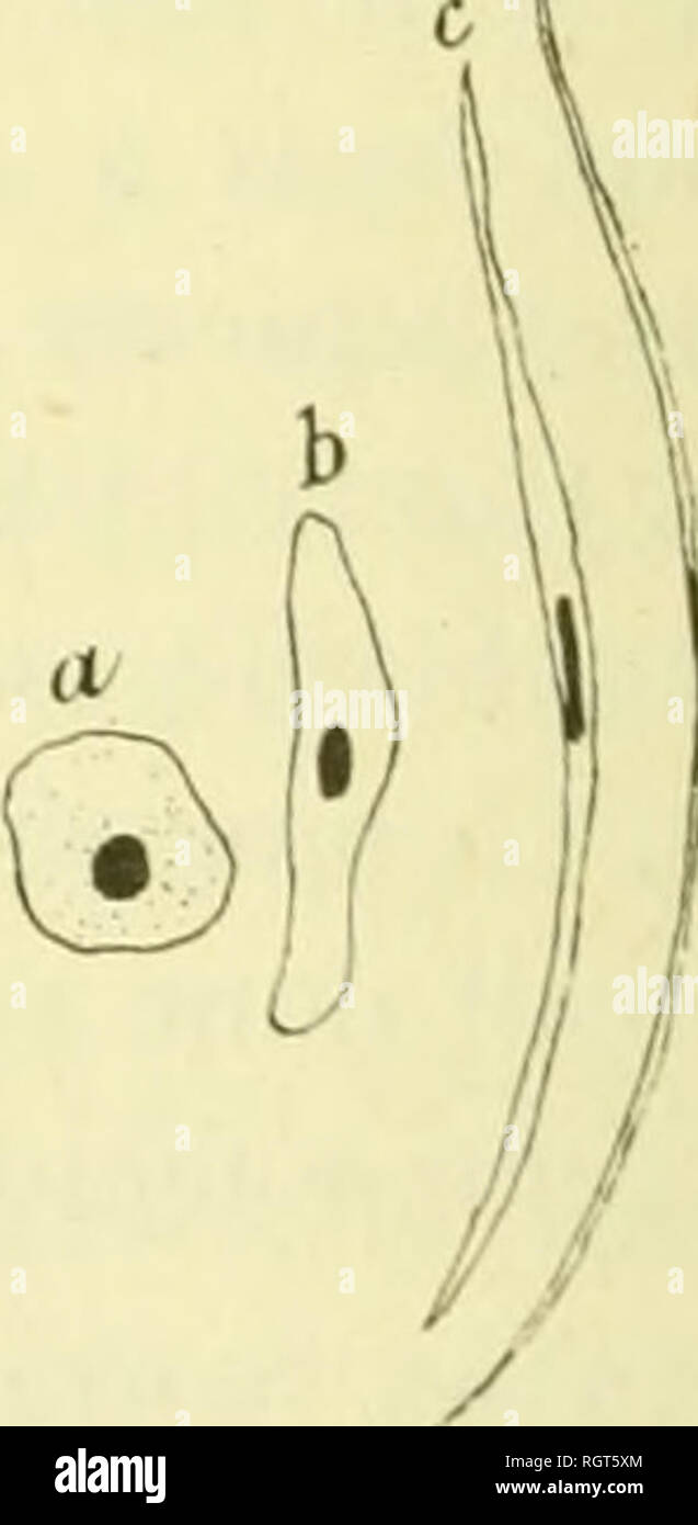 Cormus hi-res stock photography and images - Alamy