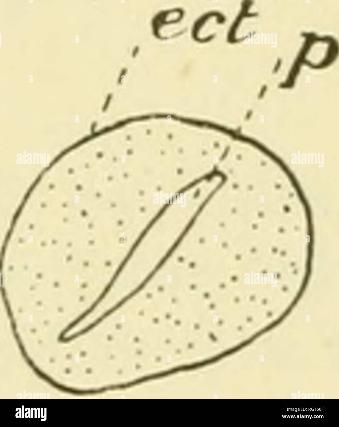 Blastozoa hi-res stock photography and images - Alamy