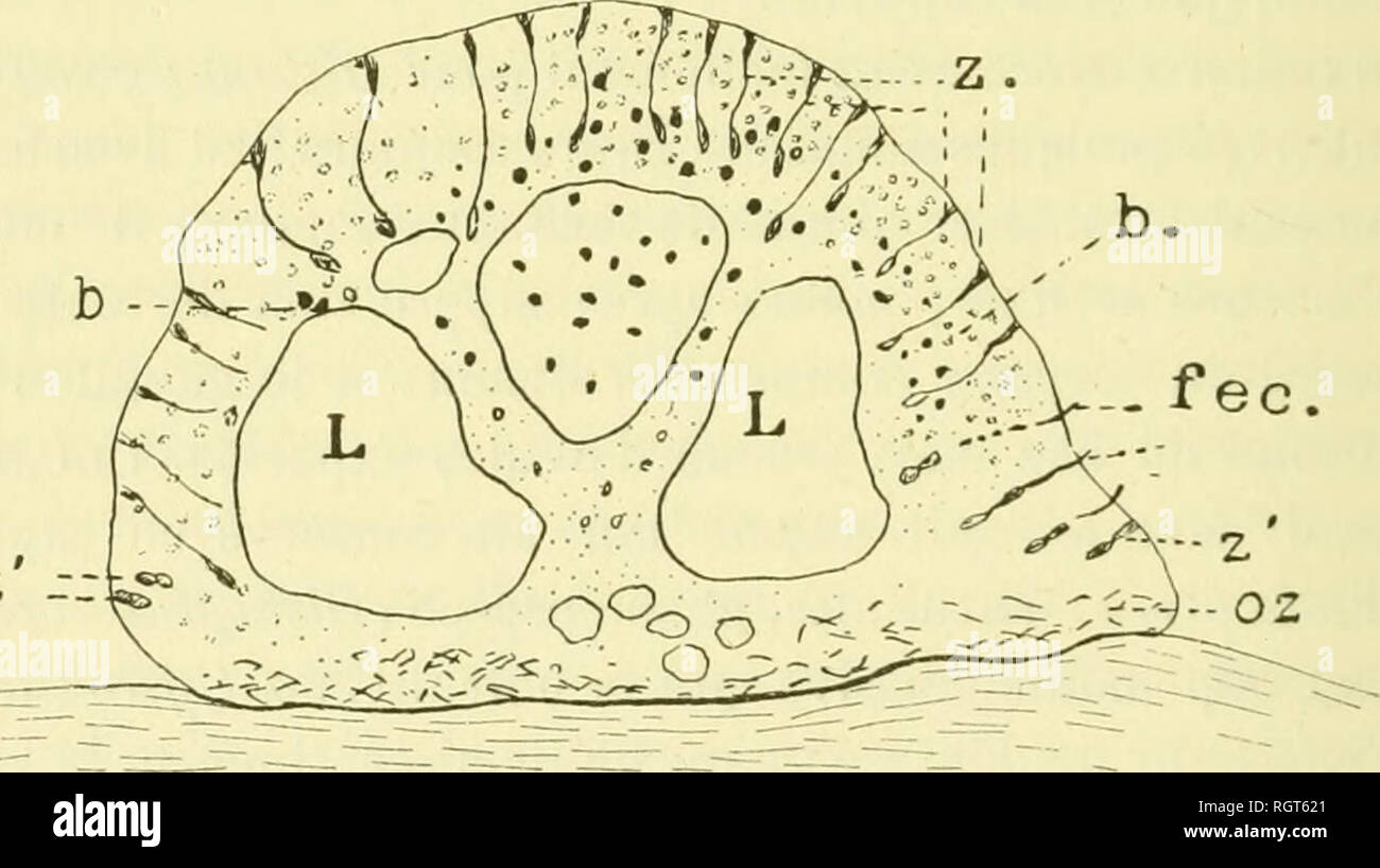 Cormus hi-res stock photography and images - Alamy