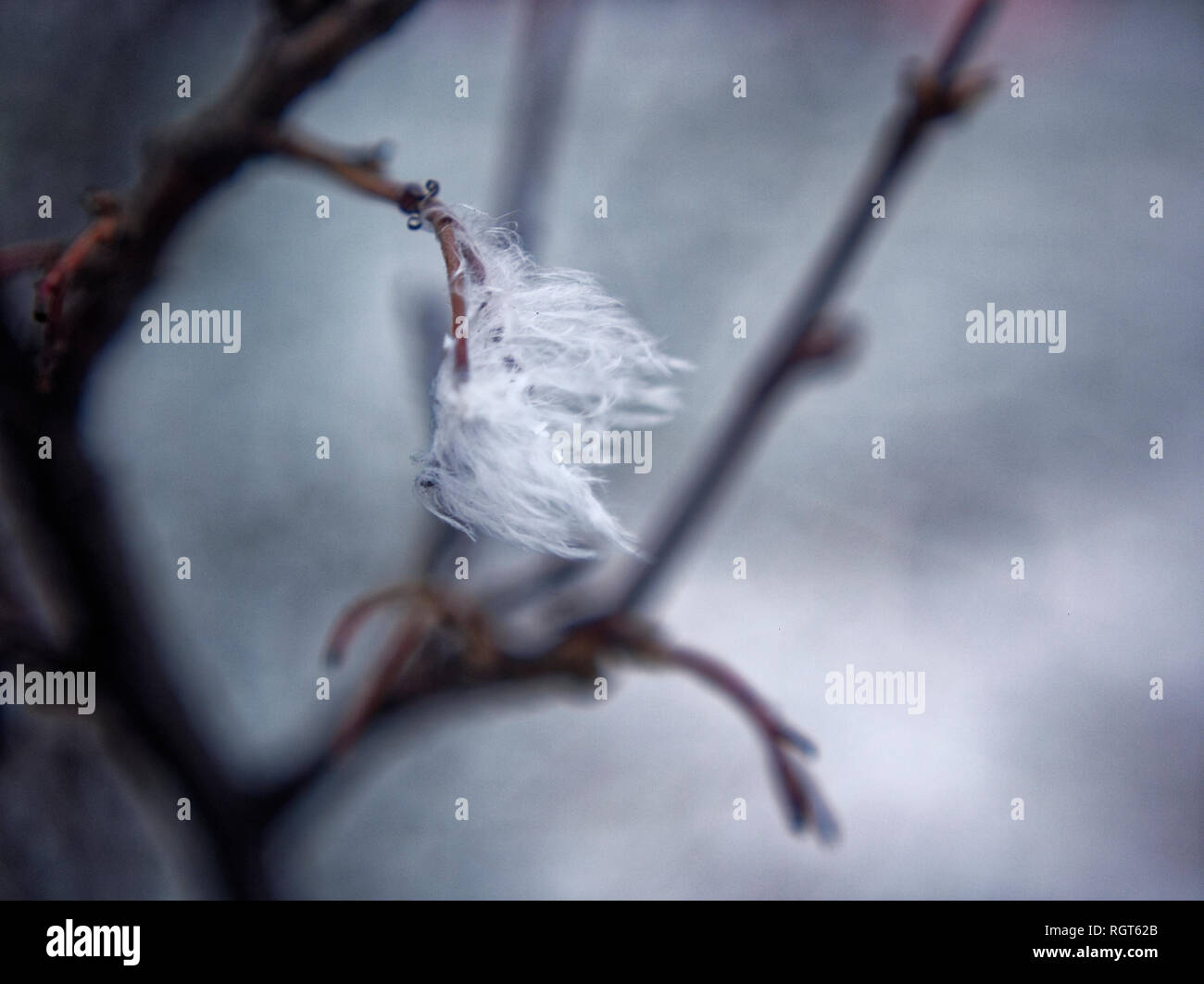 White fluffy tufts hi-res stock photography and images - Alamy