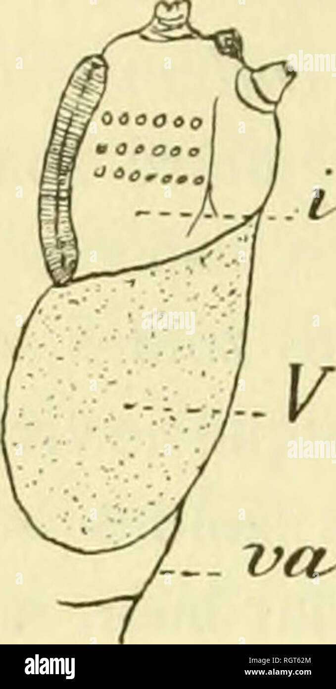 Cormus hi-res stock photography and images - Alamy