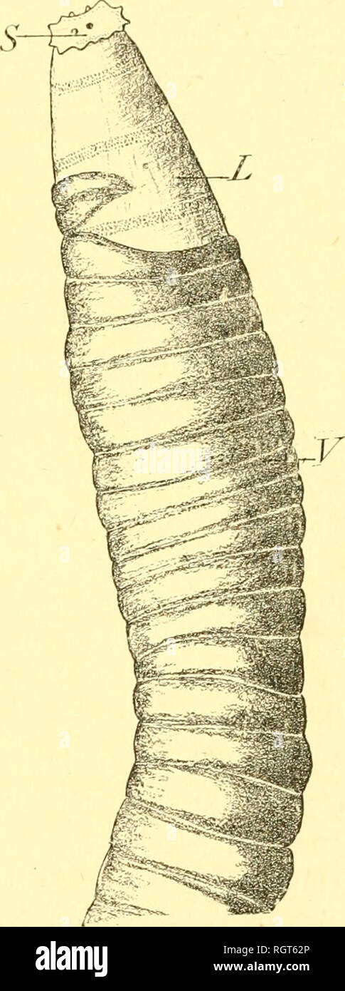 Les pupes hi-res stock photography and images - Alamy