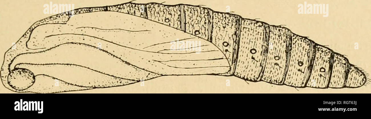 Chrysalide dessin hi-res stock photography and images - Alamy