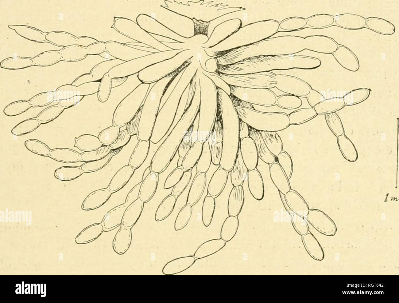 Chapelet commun hi-res stock photography and images - Alamy