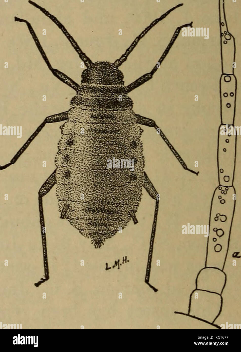 . Bulletin. Insects; Insect pests; Entomology; Insects; Insect pests ...