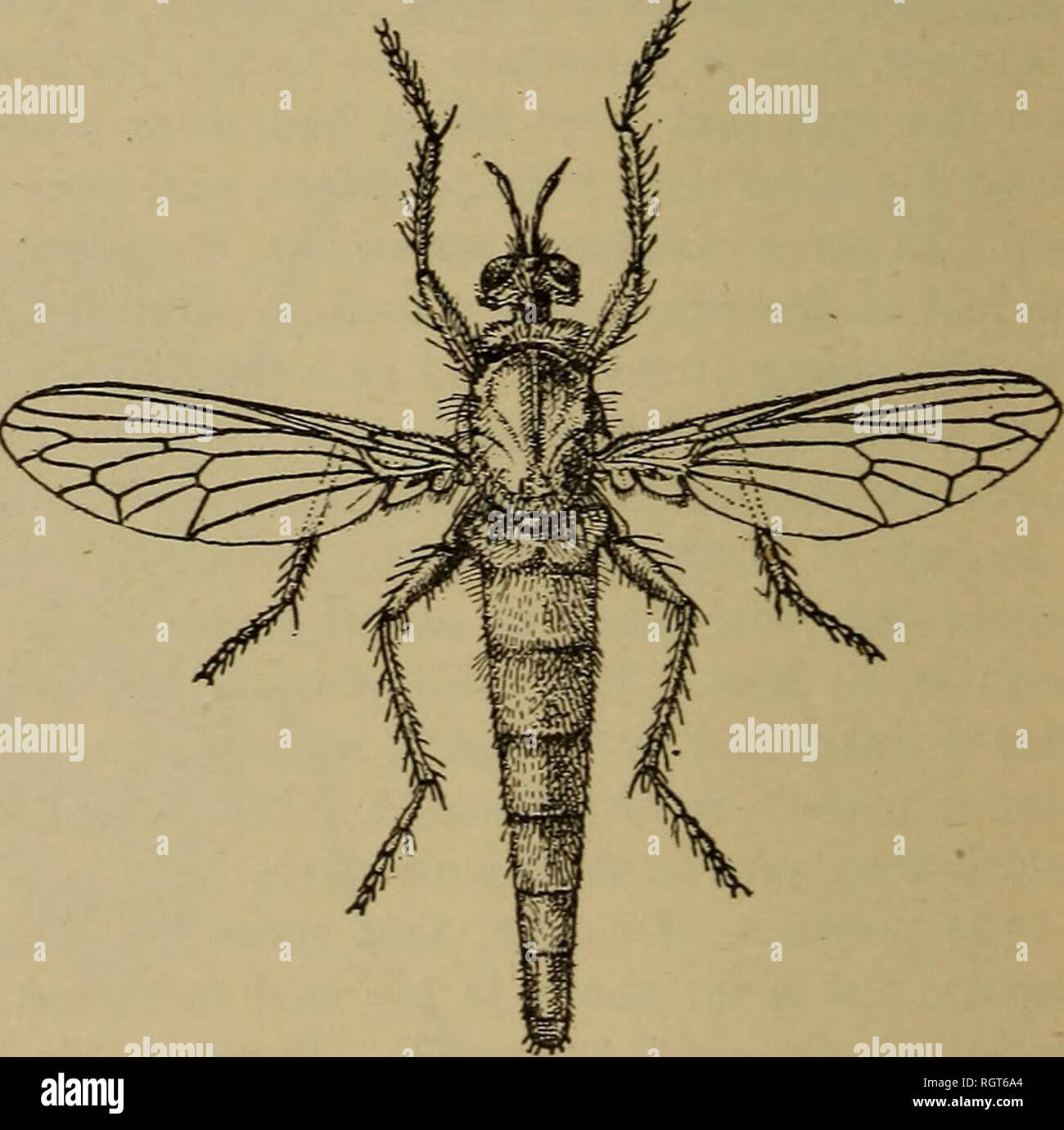 . Bulletin. Insects; Insect pests; Entomology; Insects; Insect pests ...