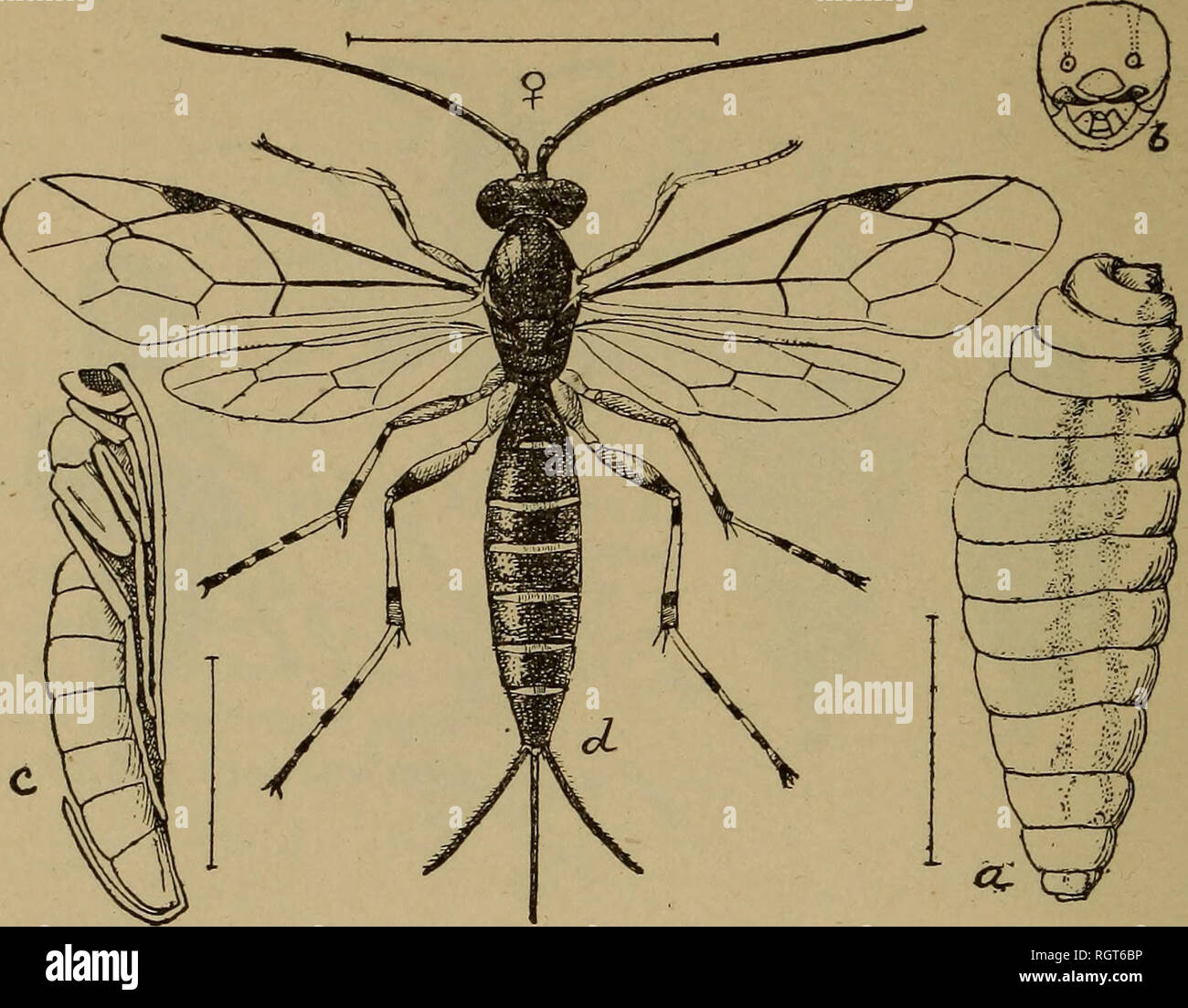. Bulletin. Insects; Insect pests; Entomology; Insects; Insect pests ...