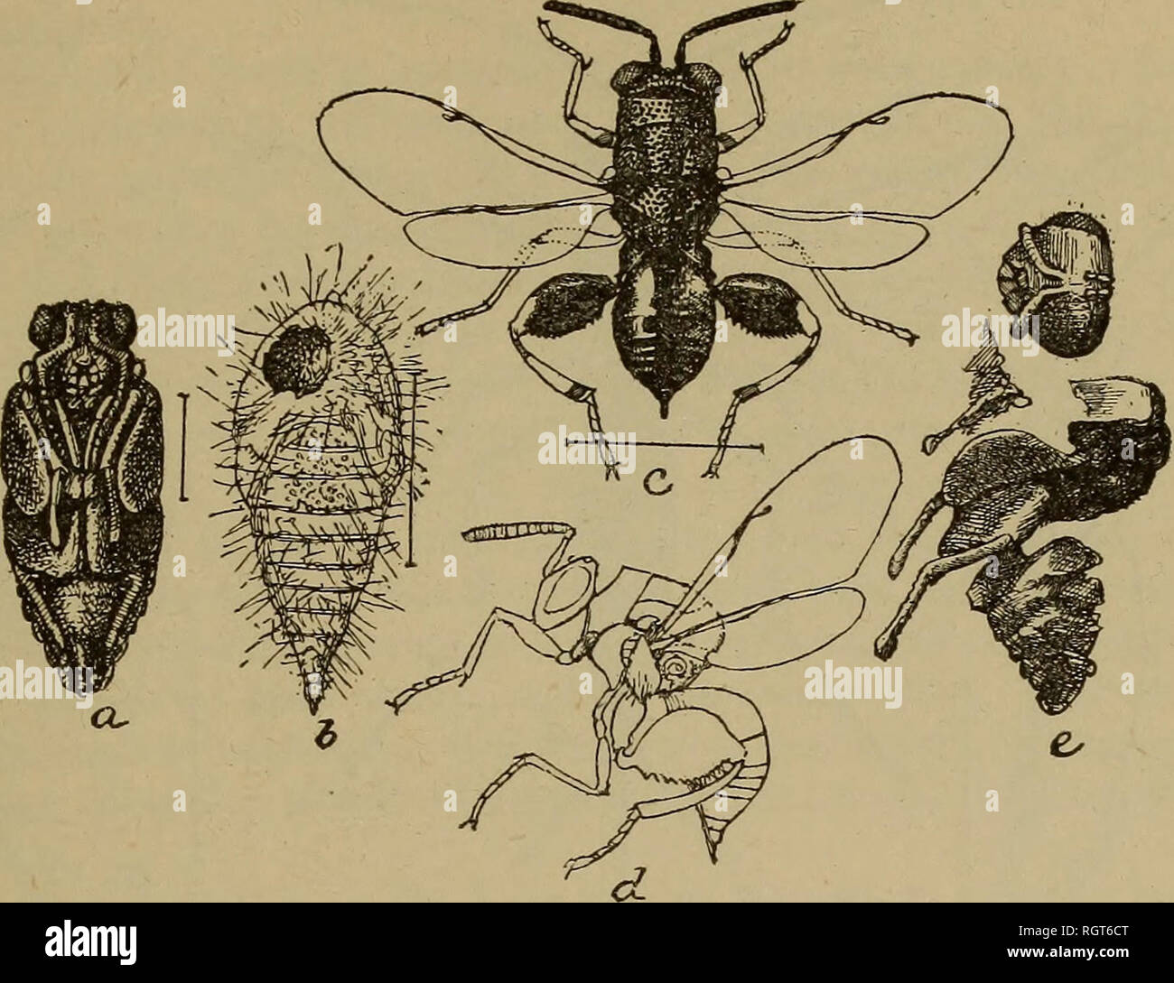 Range of pupal forms hi-res stock photography and images - Alamy