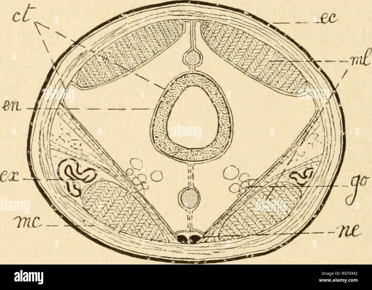 Renfermer hi-res stock photography and images - Alamy