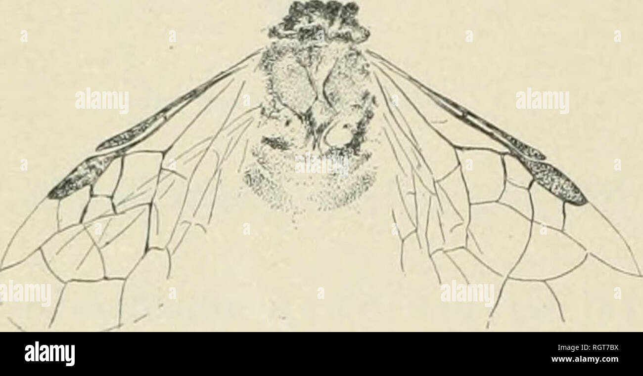 . Bulletin - American Museum of Natural History. Natural history ...