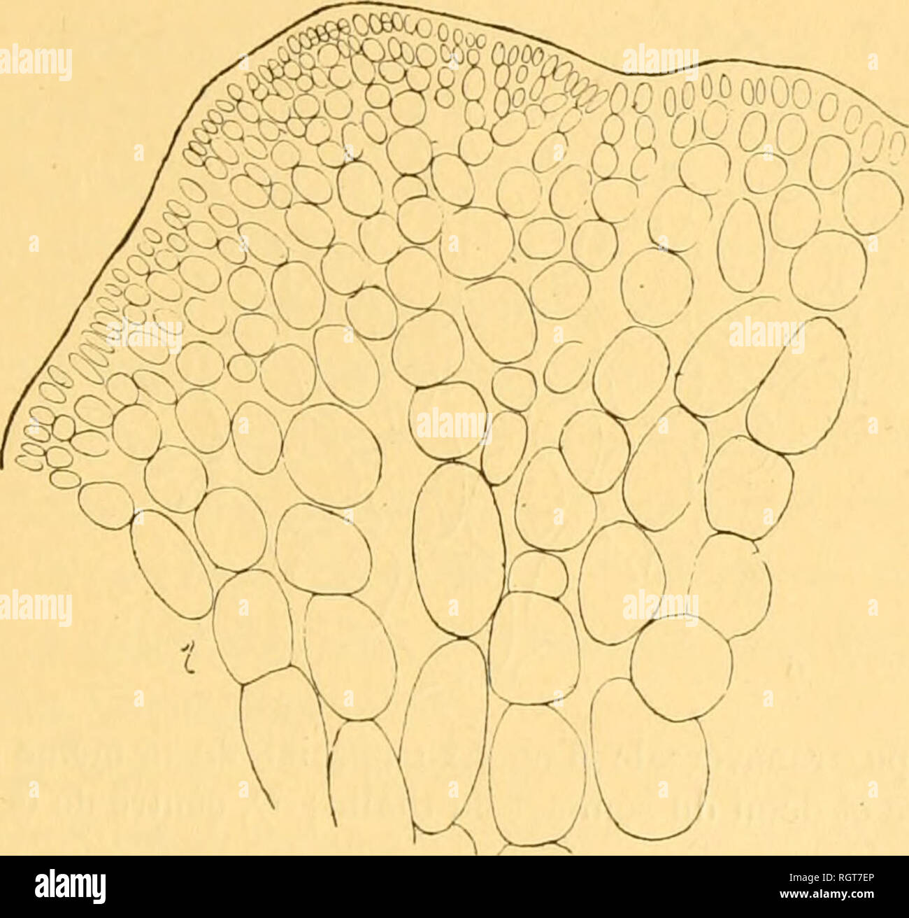 . Bulletin biologique de la France et de la Belgique. Biology; Natural ...